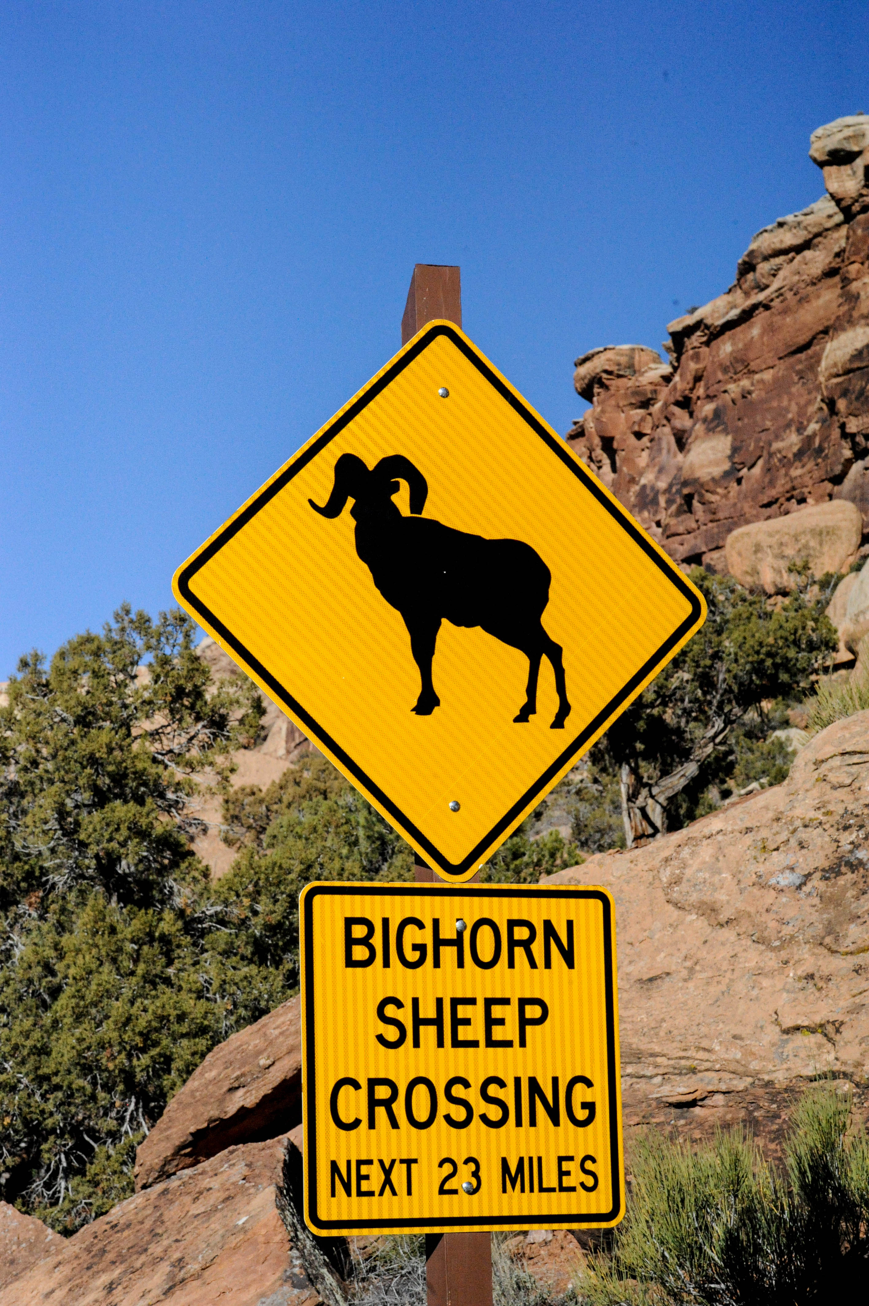 colorado-national-monument-big-horn-sheep-sign - Appetites Abroad