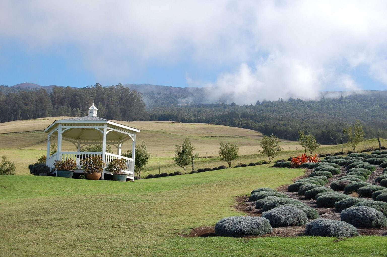 Best Things to Do in Upcountry Maui - Appetites Abroad