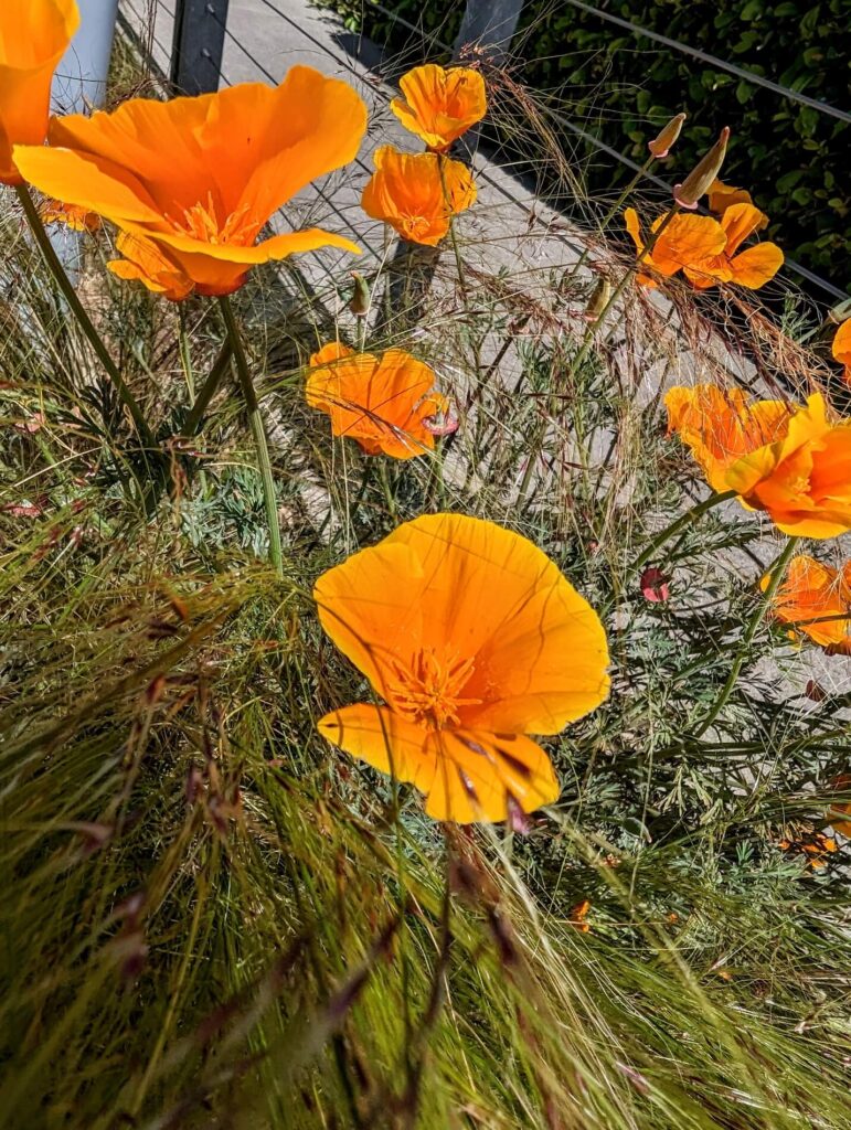 A Foodie's Guide to the Best Bites at Oxbow Market in Napa - Appetites ...